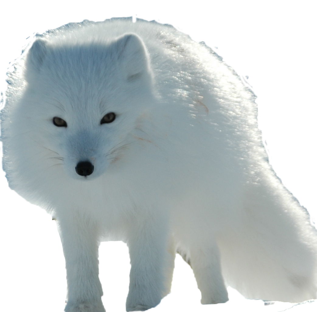Download Free Arctic fox ICON favicon | FreePNGimg