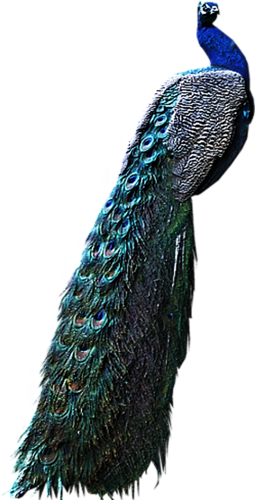 Download Free Peacock ICON favicon | FreePNGimg
