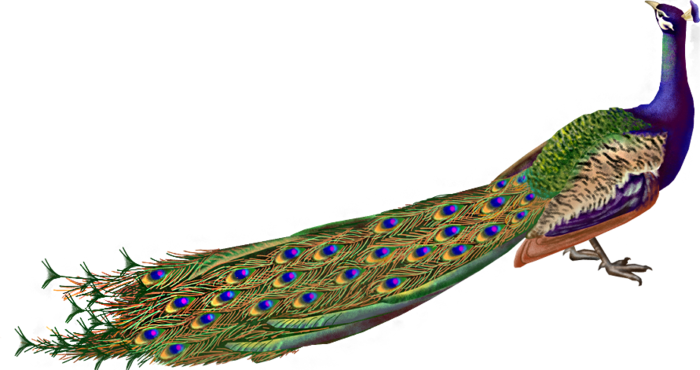 Download Free Peacock ICON favicon | FreePNGimg