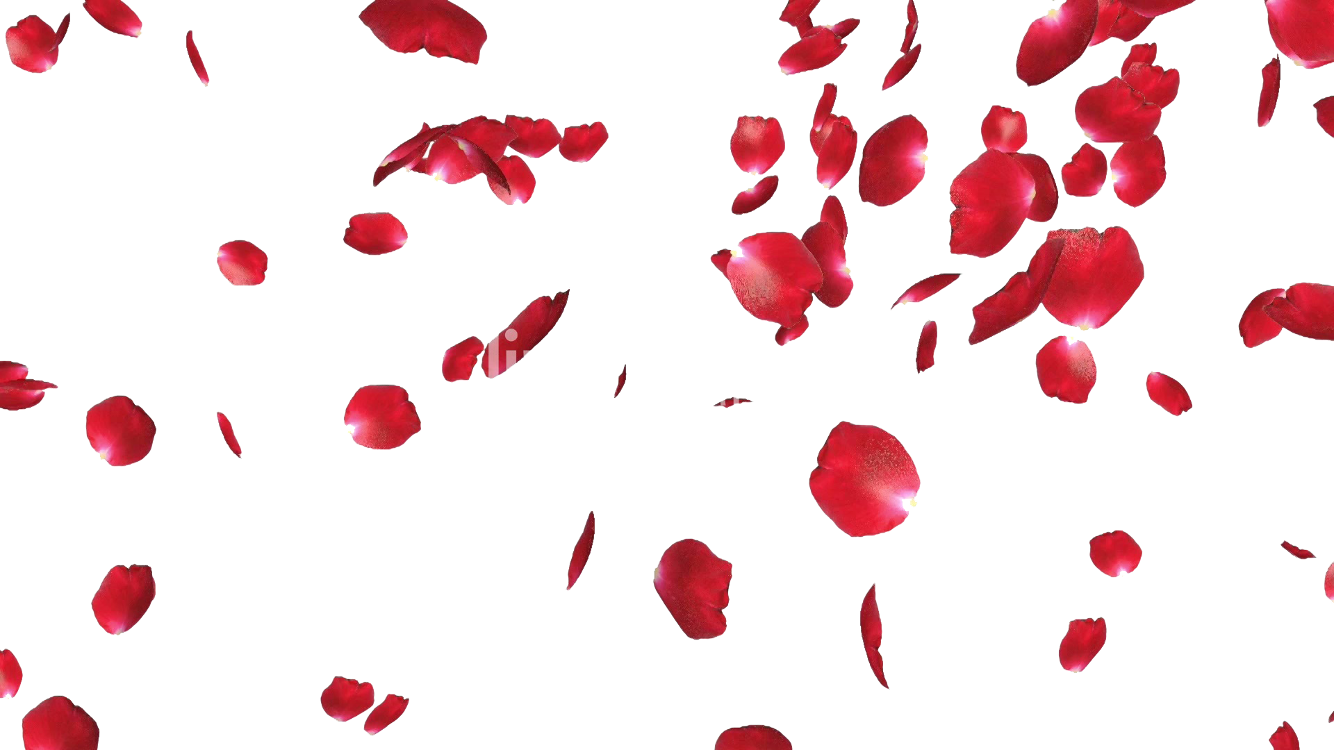 Download Rose Petals File HQ PNG Image FreePNGImg