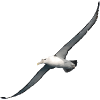 Albatross Image Transparent HQ PNG Download | FreePNGImg