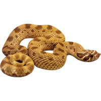 Download Anaconda Free PNG photo images and clipart | FreePNGimg