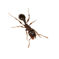 Download Ant Free PNG photo images and clipart | FreePNGimg