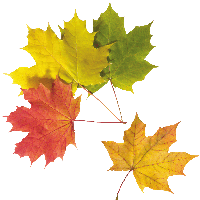 Download Autumn Leaves Free PNG photo images and clipart | FreePNGimg