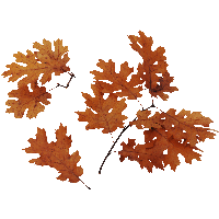 Download Autumn Leaves Free PNG photo images and clipart | FreePNGimg