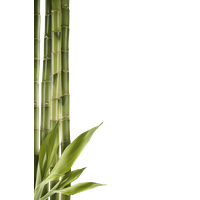 Bamboo Stick Transparent Transparent HQ PNG Download | FreePNGImg