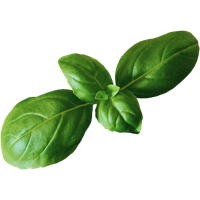 Download Basil Free PNG photo images and clipart | FreePNGimg