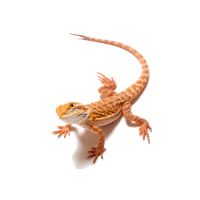 Bearded Dragon Transparent Image Transparent HQ PNG Download | FreePNGImg