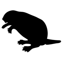 Beaver Transparent Image Transparent HQ PNG Download | FreePNGImg