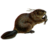 Download Beaver Free PNG photo images and clipart | FreePNGimg