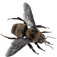 Download Bee Free PNG photo images and clipart | FreePNGimg