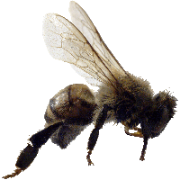 Download Bee Free PNG photo images and clipart | FreePNGimg
