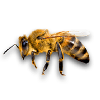 Download Bee Free PNG photo images and clipart | FreePNGimg