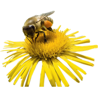 Download Insects Free PNG photo images and clipart - Page 24 | FreePNGImg