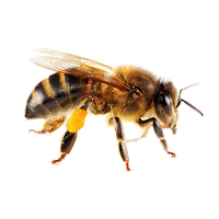 Download Bee Free PNG photo images and clipart | FreePNGimg