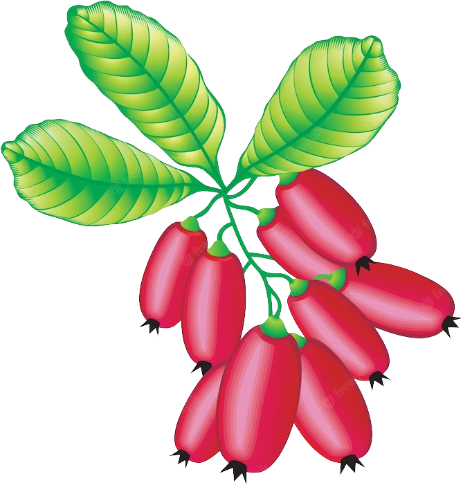 Berberis Transparent HQ PNG Download | FreePNGimg