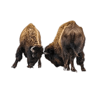 Bison Transparent HQ PNG Download | FreePNGimg