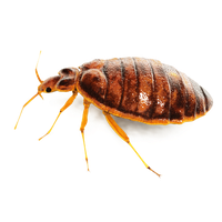 Bug Icon Transparent Transparent HQ PNG Download | FreePNGImg