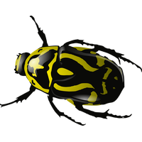 Download Bugs Free PNG photo images and clipart | FreePNGimg