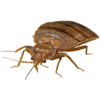 Download Bugs Free PNG photo images and clipart | FreePNGimg