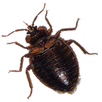 Bugs Transparent Transparent HQ PNG Download | FreePNGImg