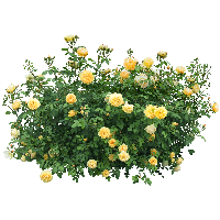 Download Bush Free PNG photo images and clipart | FreePNGimg