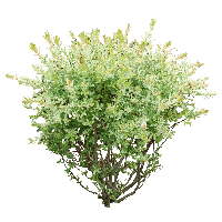 Download Bush Free PNG photo images and clipart | FreePNGimg