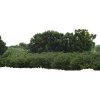 Bushes Transparent Transparent HQ PNG Download | FreePNGImg