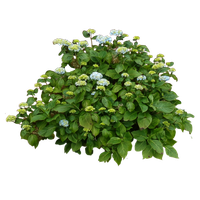 Bushes Transparent Background Transparent HQ PNG Download | FreePNGImg