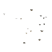 Download Insects Free PNG photo images and clipart - Page 17 | FreePNGimg