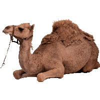 Camel File Transparent HQ PNG Download | FreePNGImg