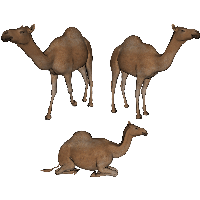 Download Camel Transparent Background HQ PNG Image | FreePNGImg