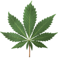 Cannabis Transparent HQ PNG Download | FreePNGimg