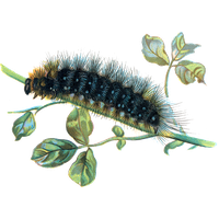 Caterpillar Png Pic Transparent HQ PNG Download | FreePNGImg
