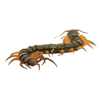 Image Centipede Transparent HQ PNG Download | FreePNGimg