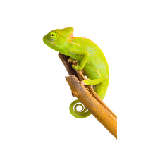 Chameleon Transparent Background Transparent HQ PNG Download | FreePNGImg