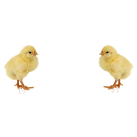 Baby Chicken Transparent Transparent HQ PNG Download | FreePNGImg