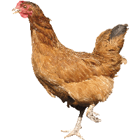 Chicken Png Image Transparent HQ PNG Download | FreePNGimg