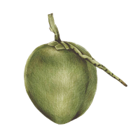 Green Coconut Organic Free HQ Image Transparent HQ PNG Download ...