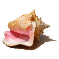 Conch Transparent HQ PNG Download | FreePNGimg