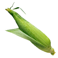 Download Corn Png Image HQ PNG Image | FreePNGImg