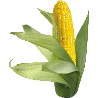 Download Corn Free PNG photo images and clipart | FreePNGimg