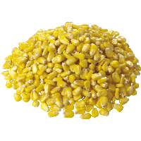 Sweet Corn Transparent Image Transparent HQ PNG Download | FreePNGImg