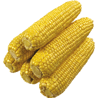 Download Corn Png Image HQ PNG Image | FreePNGImg