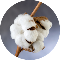 Download Cotton Free PNG photo images and clipart | FreePNGimg