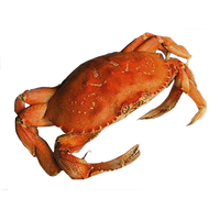 Crab Transparent Transparent HQ PNG Download | FreePNGimg