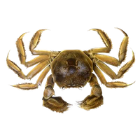Crab Transparent Transparent HQ PNG Download | FreePNGimg