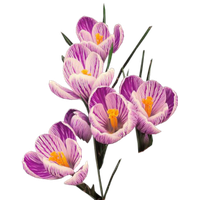 Crocus Transparent Transparent HQ PNG Download | FreePNGImg