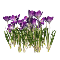 Crocus Transparent Transparent HQ PNG Download | FreePNGImg