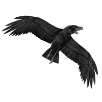 Download Crow Free PNG photo images and clipart | FreePNGimg